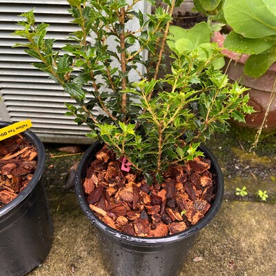 Fragrant Princess Dwarf Tea Olive 'kaori Hime' Osmanthus Live Plant 1 ...