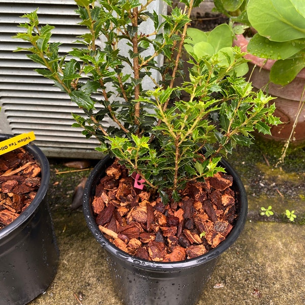 Fragrant Princess Dwarf Tea Olive ( 'kaori Hime' Osmanthus ) - Live ...