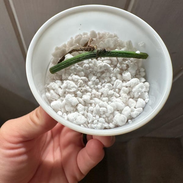 Carnival Pothos Teruno Series Epipremnum Aureum Carnival Terunoworld ...