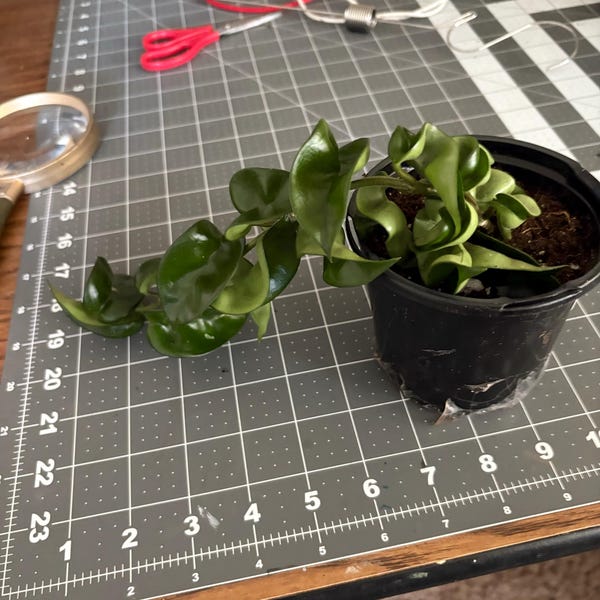 Variegated Maranta Prayer Plants, Beauty Kim Variegated, High ...