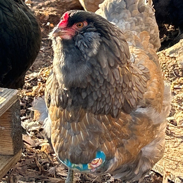 Chicken Bra, Crop Support, Pendulous Crop Support, Crop Bra, Hen Bra ...