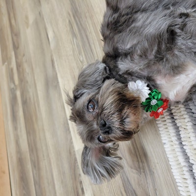 Modified Hoxsey With or Without Boneset - Etsy