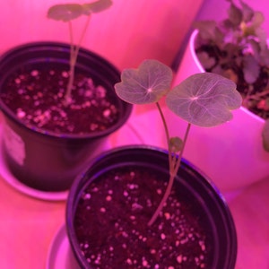 Caladium Buck 5 Tubers Tropical Look, Thrives in Heat and Humidity - Etsy