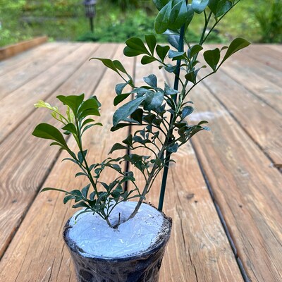 Chinese Perfume Tree, Chinese Rice Flower, in 4 Pot Aglaia Odorata - Etsy