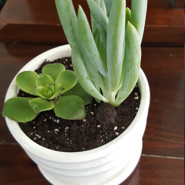 Bulbine Frutescens Succulent Cape Balsam Evergreen Drought Resistant ...