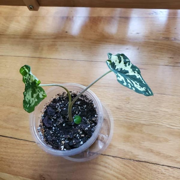 Alocasia Hilo Beauty Starter Plant.*** Please Note All Starter Plants ...