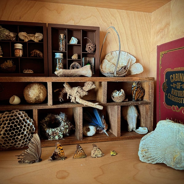 Wooden Curiosity Cabinet Printer Tray Letterbox Display, Rock Display ...