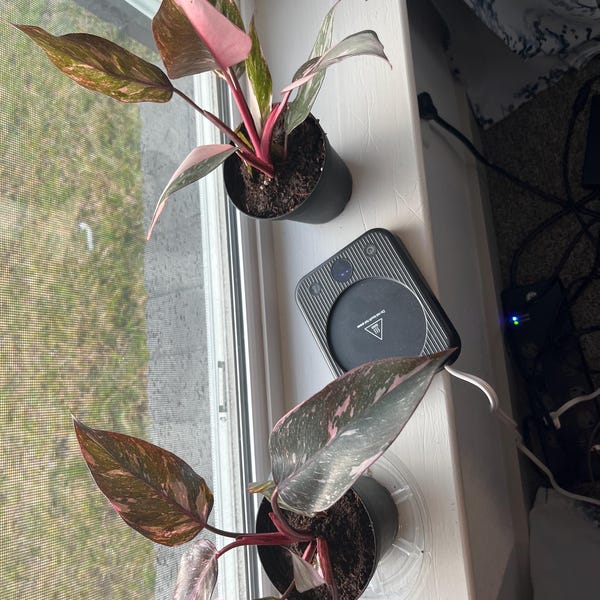 Philodendron Pink Princess Marble in 4" Pot, High Variegation - Etsy