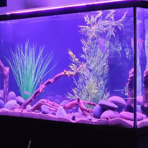 4-5lbs River Rocks Colorful Stones Smooth Aquarium Rocks Terrarium ...