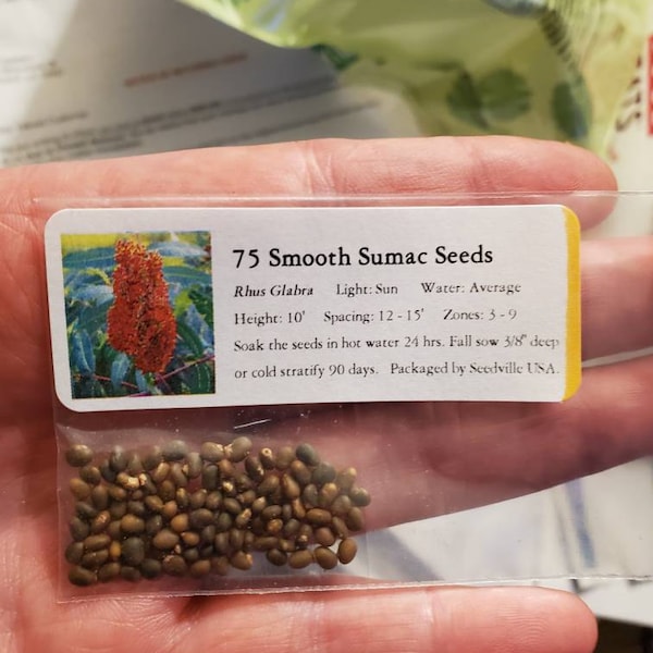 75 SMOOTH SUMAC TREE Red Berries Rhus Glabra Borealis Seeds - Etsy