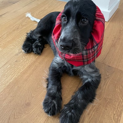 Cacao Breathable Muslin Dog Snood Cocker Spaniel Cotton Summer Snood ...