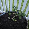Rose “ausbite” English Climbing Rose Plant Ownroot - Etsy