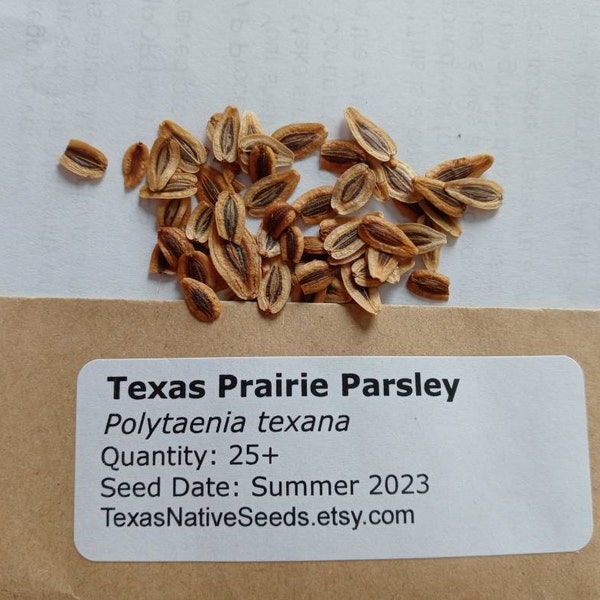 Texas Sunflower RARE Native Wildflower Seeds, Helianthus Praecox ...