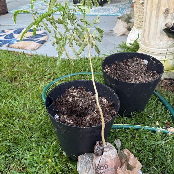 Inca Nut, Sacha Inchi (plukenetia Volubilis) Live Plant! - Etsy