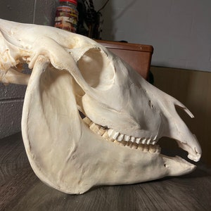 Giant Carved Eland Skull Real African Antelope Horns and Skull African ...