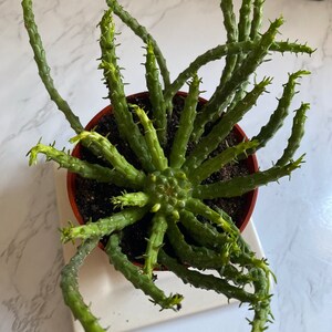 Cleistocactus Tarantula Cactus Cleistocactus Winteri Golden - Etsy