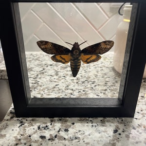 The Blushing Phantom Butterfly in Box Frame cithaerias Pireta - Etsy
