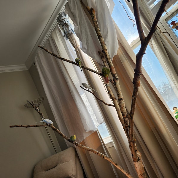 Parakeet Small Bird Tree - Etsy