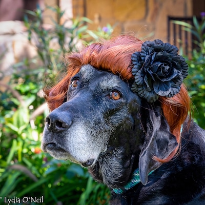 Large Size Black Color Wig for Dog /halloween Costume Wig for Dogs/dog ...