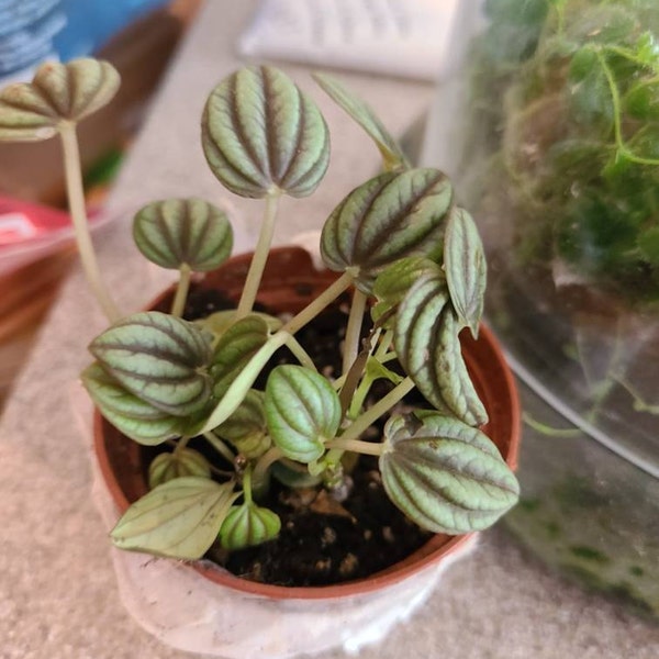 Peperomia Piccolo Banda Plant, Peacock Peperomia, 2.5 Inches, Textured ...