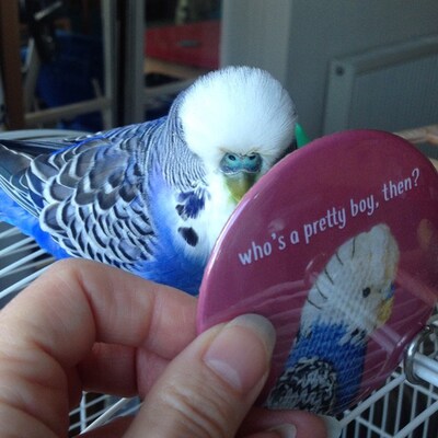 Parakeet Knit Kit Sparky the Budgie Knit Kit Cute Parakeet Knit Kit ...