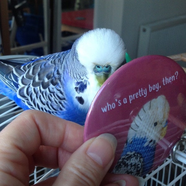 Parakeet Knit Kit - Sparky the Budgie Knit Kit - Cute Parakeet Knit Kit ...