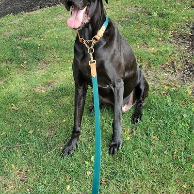 Waterproof Two Tone Dog Leash - Etsy Canada