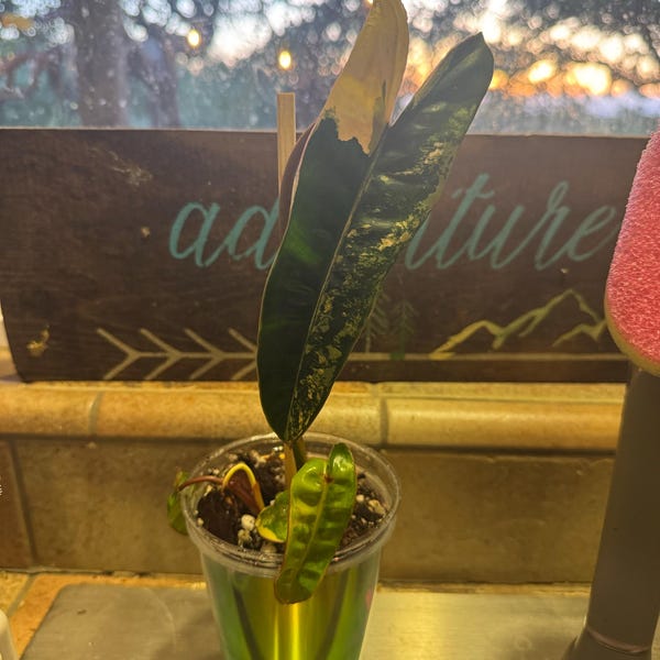 Anthurium Zara X Michelle Doc Block Hybrid - Etsy