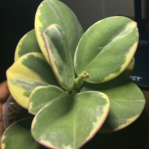 Hoya Multiflora Albomarginata hoya-variegated Phyto-cer:/// - Etsy