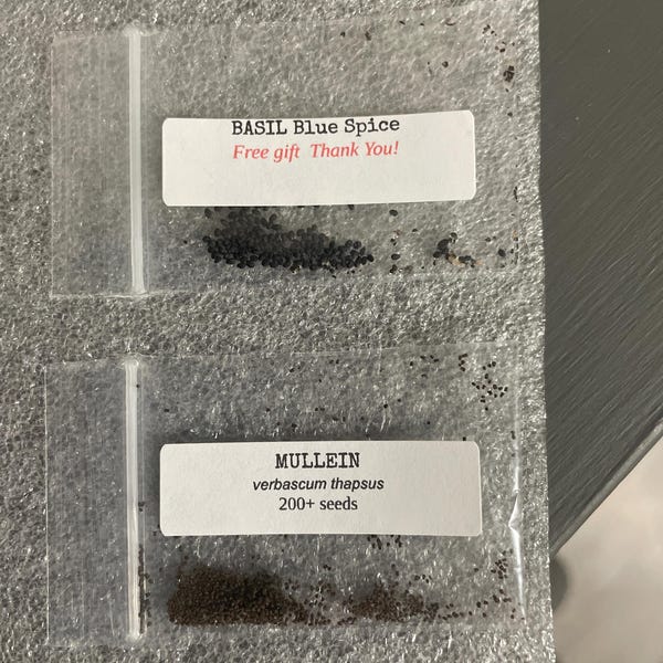 Lavender, Spanish SEEDS 50 Seeds - Etsy