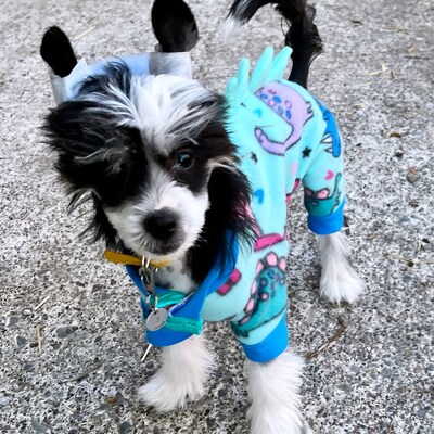 Dog Show Training Stack Box Toy Adult Size Stack Training 20 X 12 ...