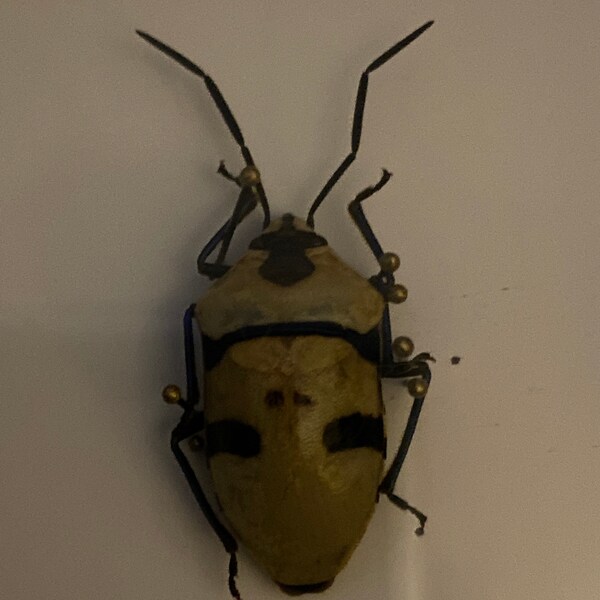 Eucorysses Grandis Mask Skull Face Shield Bug Indonesia - Etsy