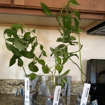 Cascade Delight Potted Red Raspberry Plants Large Sweet Favorful ...