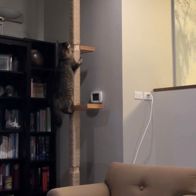 Cat Pole Cats Can Climb From Floor to Ceiling for Play and Exercise ...