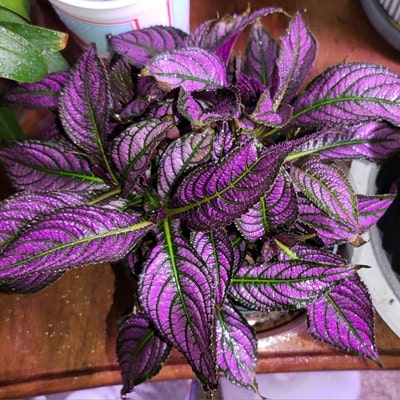 LIVE Purple Trio Plant Gift Set, Persian Shield, Purple Queen, Purple ...