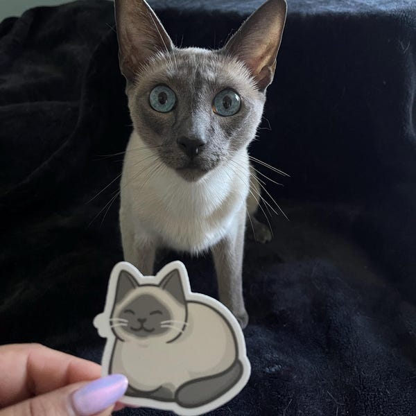 Cream Siamese Cat Loaf Sticker; Flamepoint; Waterproof Dishwasher Safe ...