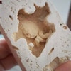 Paramblypterus Gelberti Fish Fossil - Etsy