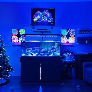 Reef Fish Collection UV Blacklight Tapestry - Etsy