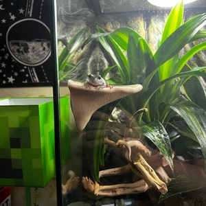 Frog and Gecko Hanging Mushroom Platform - Etsy