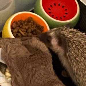 Pokey Potion Hedgehog Kibble Oil - Etsy