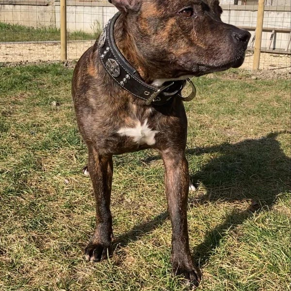 Bestia™ Genuine Leather "hektor" Harness. Rivet Design. Soft Padded ...