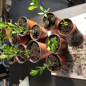 Hoya Kicki Hoya Hybrid Rooted Plant Shipped in 2.5 Pot - Etsy