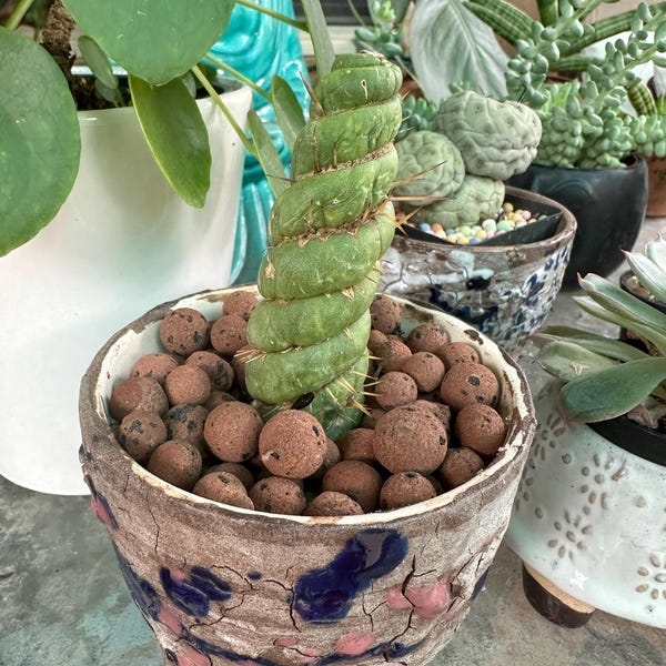 Rare Live Cactus - Eulychnia Castanea Spiralis - Twisted Rare Succulent ...