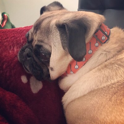 Banjo Dog Collar, Harness or Leash With Personalized Engraved Buckle ...