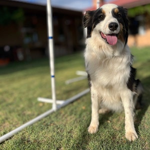 Dog Agility Equipment Construction Instruction Booklet - Etsy