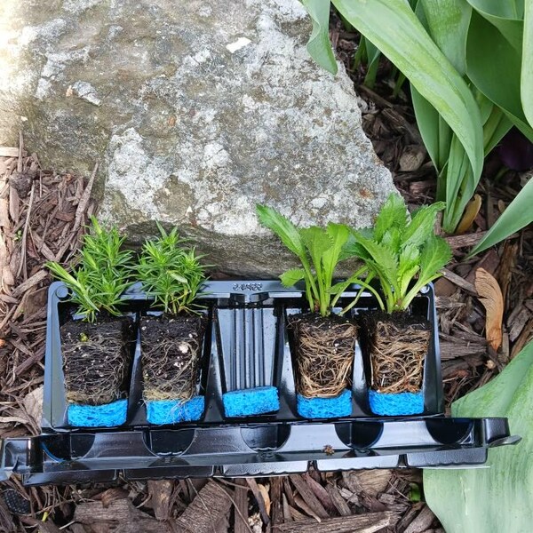 5 KISS and TELL Dianthus / Mini Carnation Live Perennial Live Starter ...