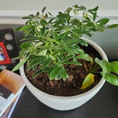 Variegated Schefflera Moondrop 4 Pot ALL PLANTS Require You to Purchase ...