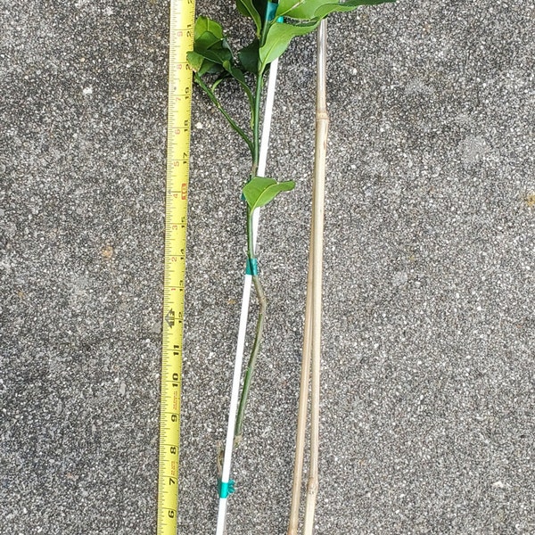 Kaffir Lime Tree - Citrus Hystrix Makrut in 1/2 Gal Pot, Kieffer Lime ...