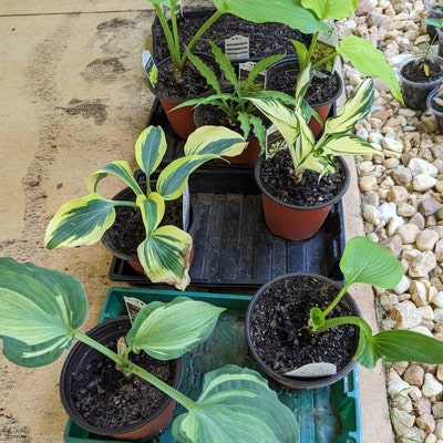 Hosta 'hope Springs Eternal' 3 Pot Size Starter - Etsy