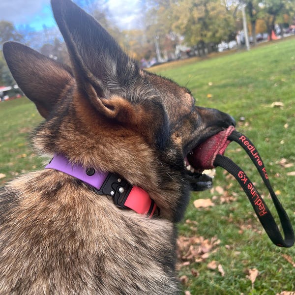 Baddie Pet Bandana - Etsy